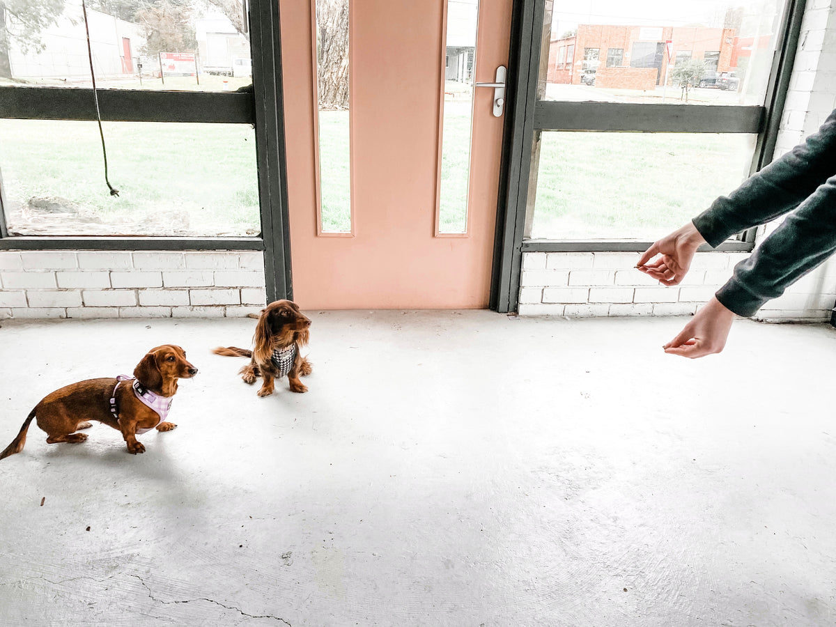 How to Teach Your Dog to Sit (and Actually Stay!) – PUPSTYLE